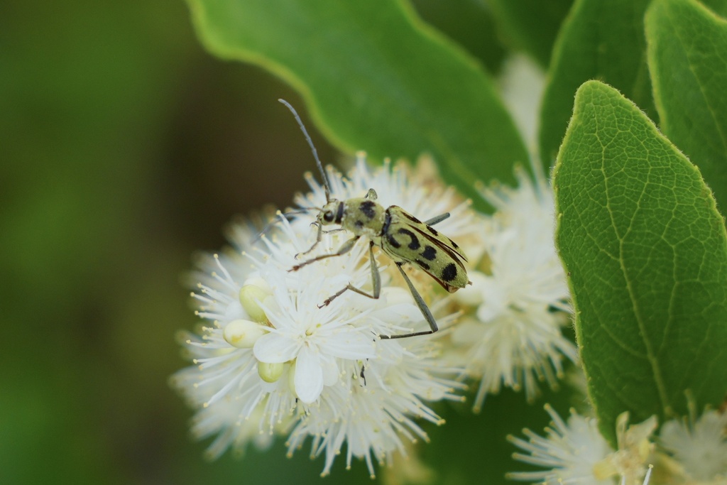 Chlorophorus simillimus from 会昌县, 赣州市, 江西省, CN on April 27, 2023 at 03: ...