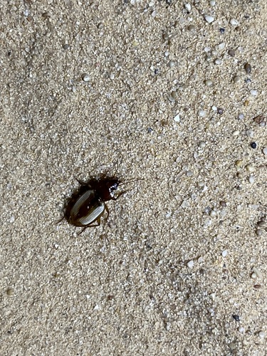 Genus Discoptera · iNaturalist United Kingdom