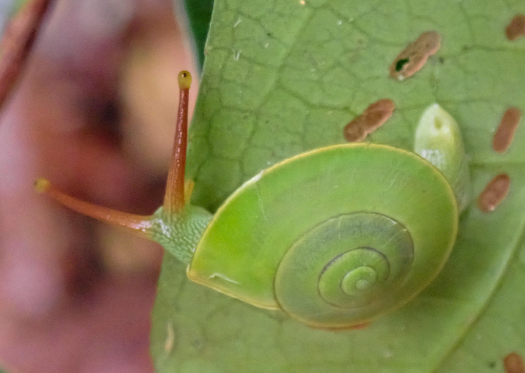 Green Snail from Kuching, Sarawak, Malaysia on April 27, 2023 at 12:07 ...