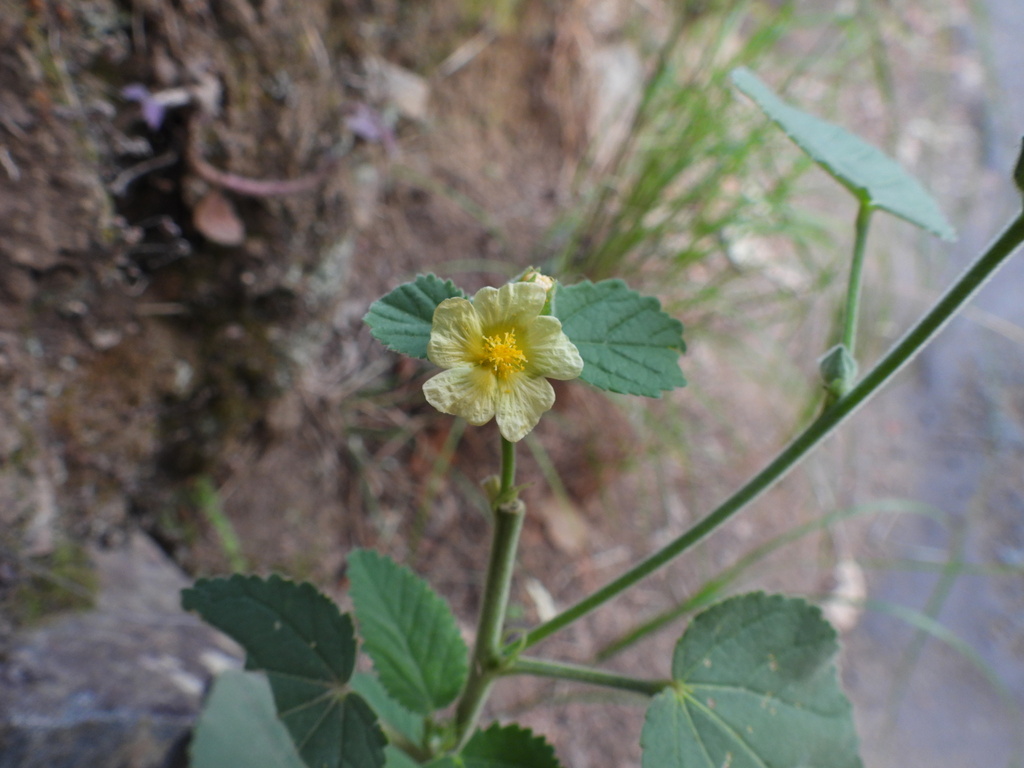 flannel weed from Cedar Creek QLD 4207, Australia on April 18, 2023 at ...