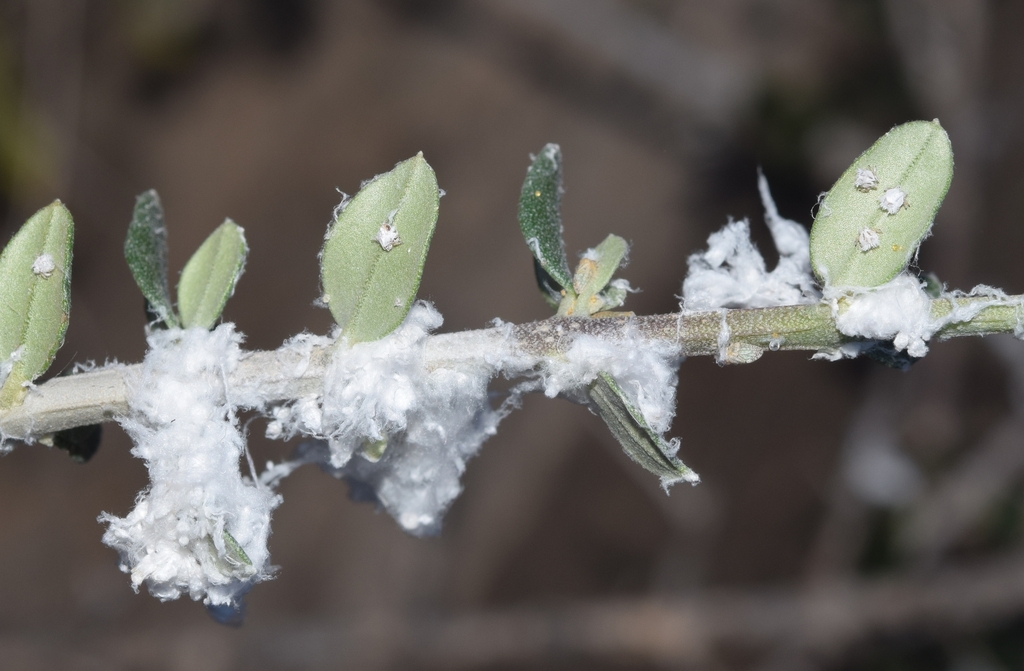 olive psyllid from Almería, España on April 25, 2023 at 07:16 PM by ...