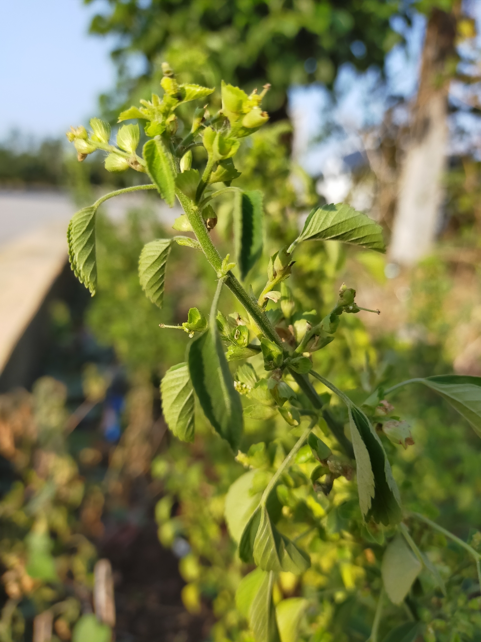 Acalypha indica L.