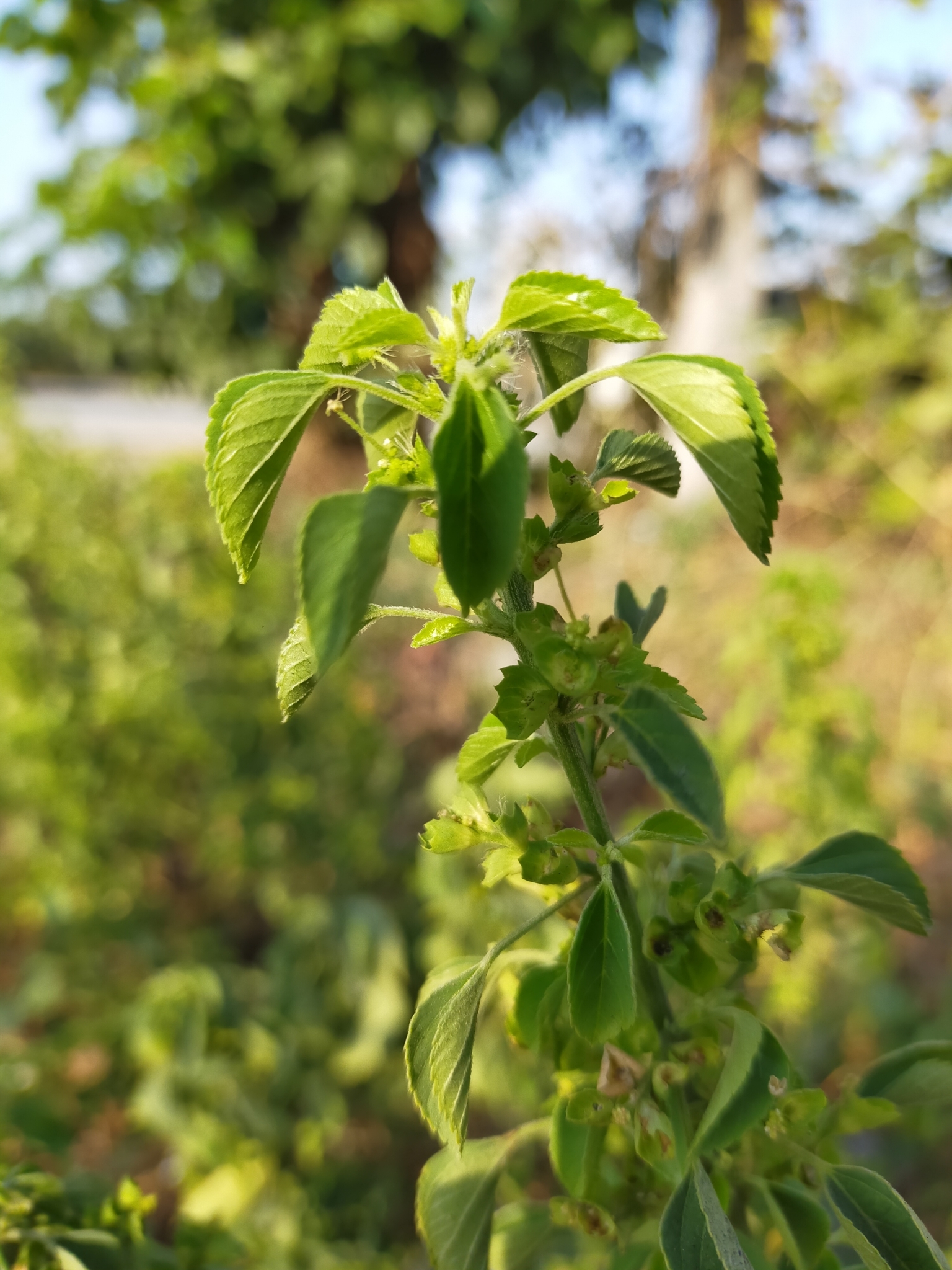 Acalypha indica L.