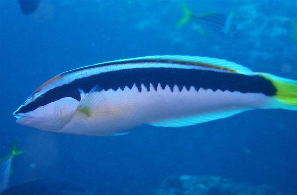 Comb Wrasse from Long Reef Beach, New South Wales, Australia on April ...