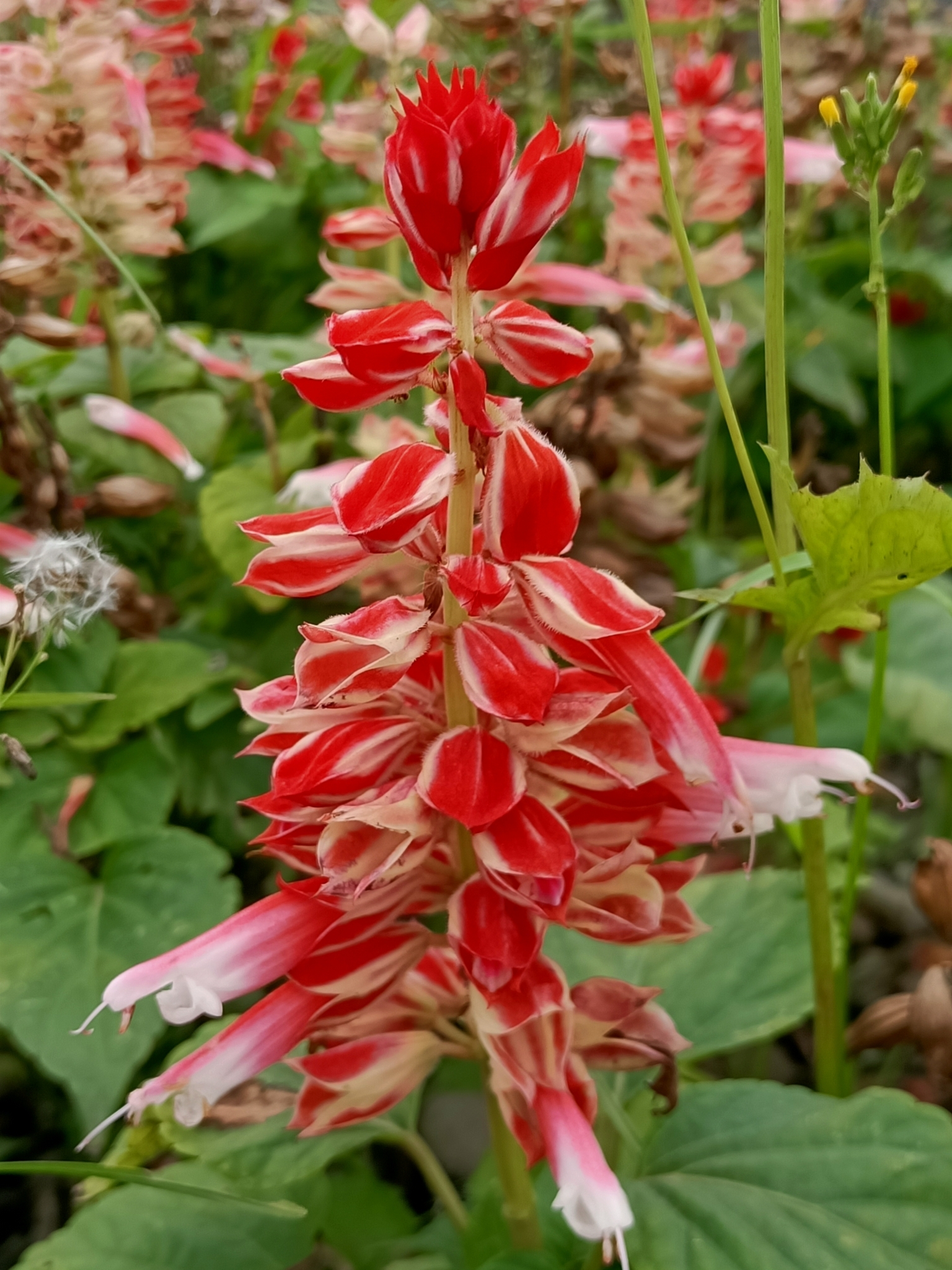 Salvia splendens Sellow ex Nees