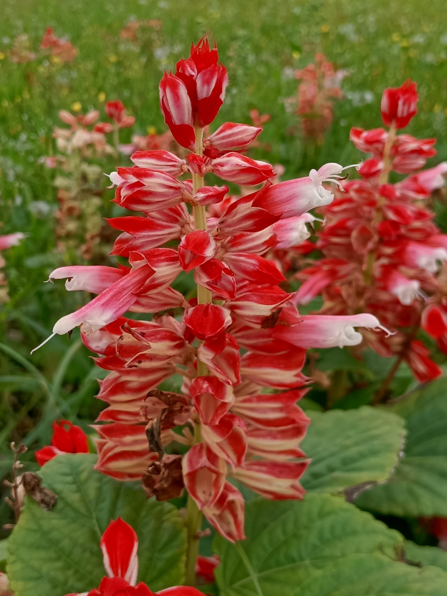 Salvia splendens Sellow ex Nees