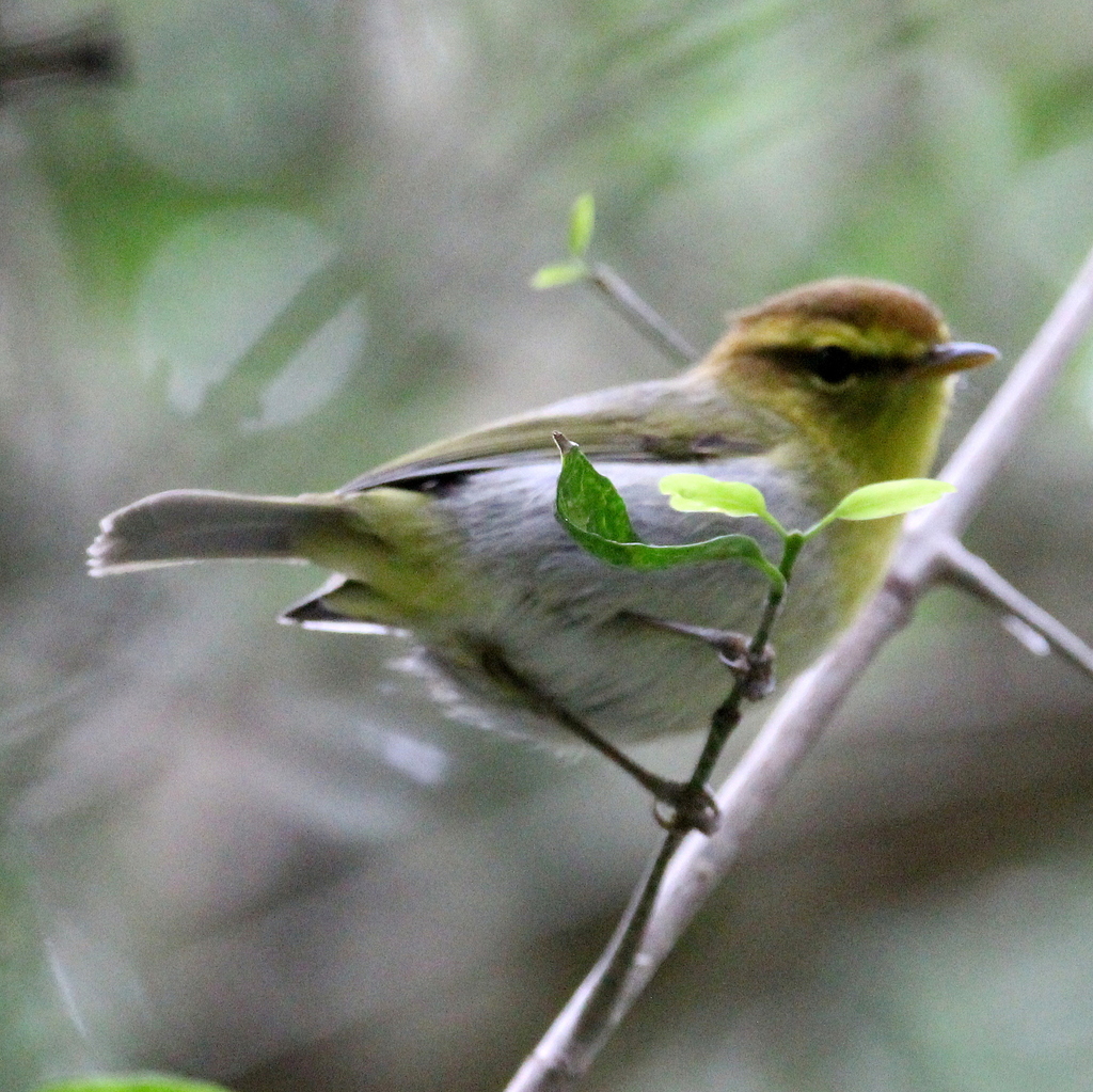 Phylloscopus ruficapilla voelckeri from Garden Route Botanical Garden ...