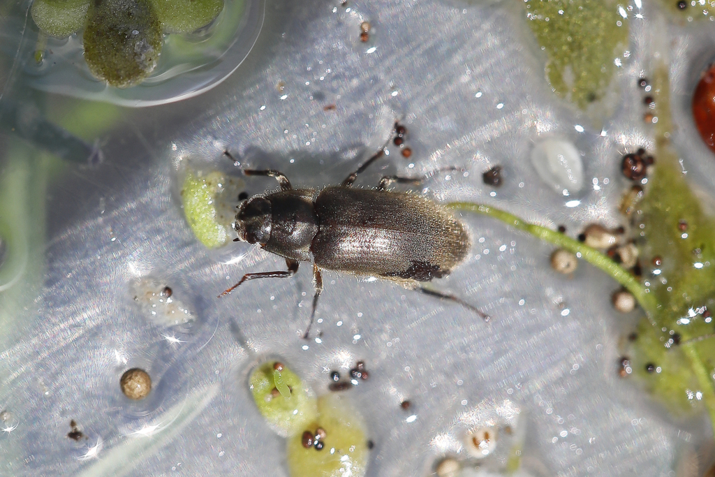 Dryops from Мамадышский р-н, Респ. Татарстан, Россия on April 27, 2023 ...