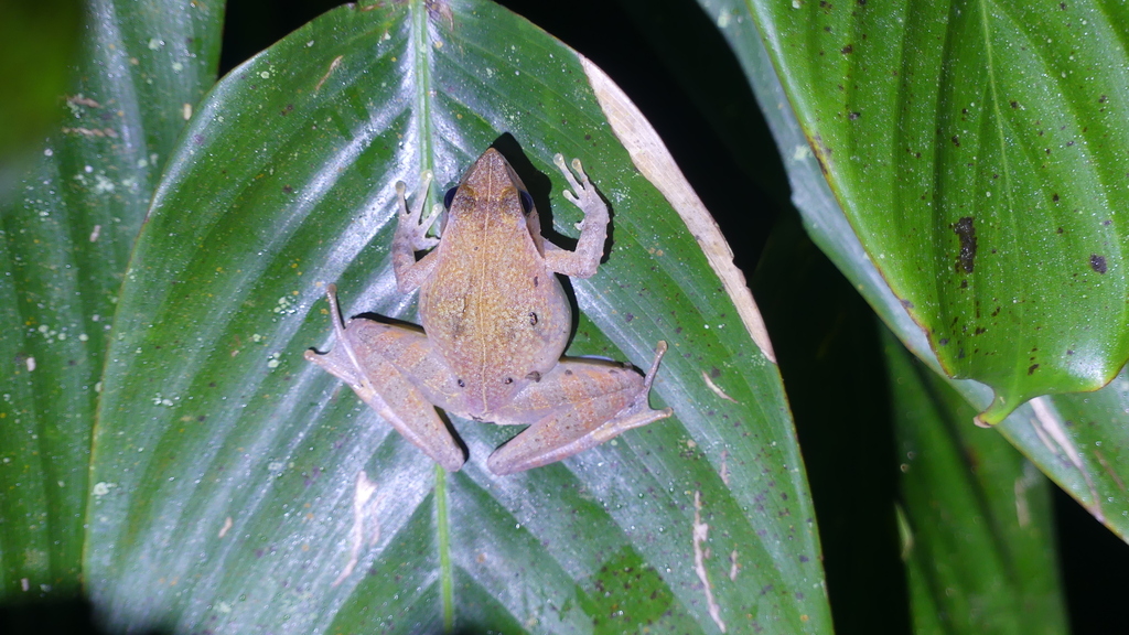 Golden Puddle Frog from Forêt Rambo on April 12, 2023 at 09:00 PM by ...