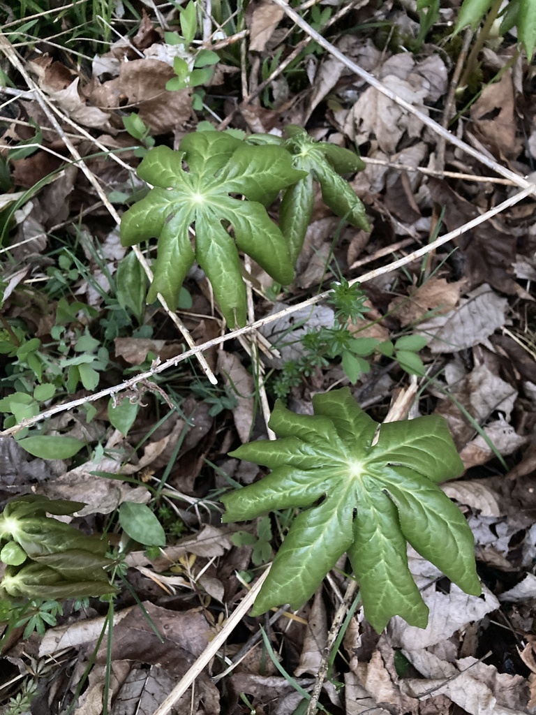 mayapple from Mohawk Rd, Ithaca, NY, US on April 26, 2023 at 08:00 PM ...