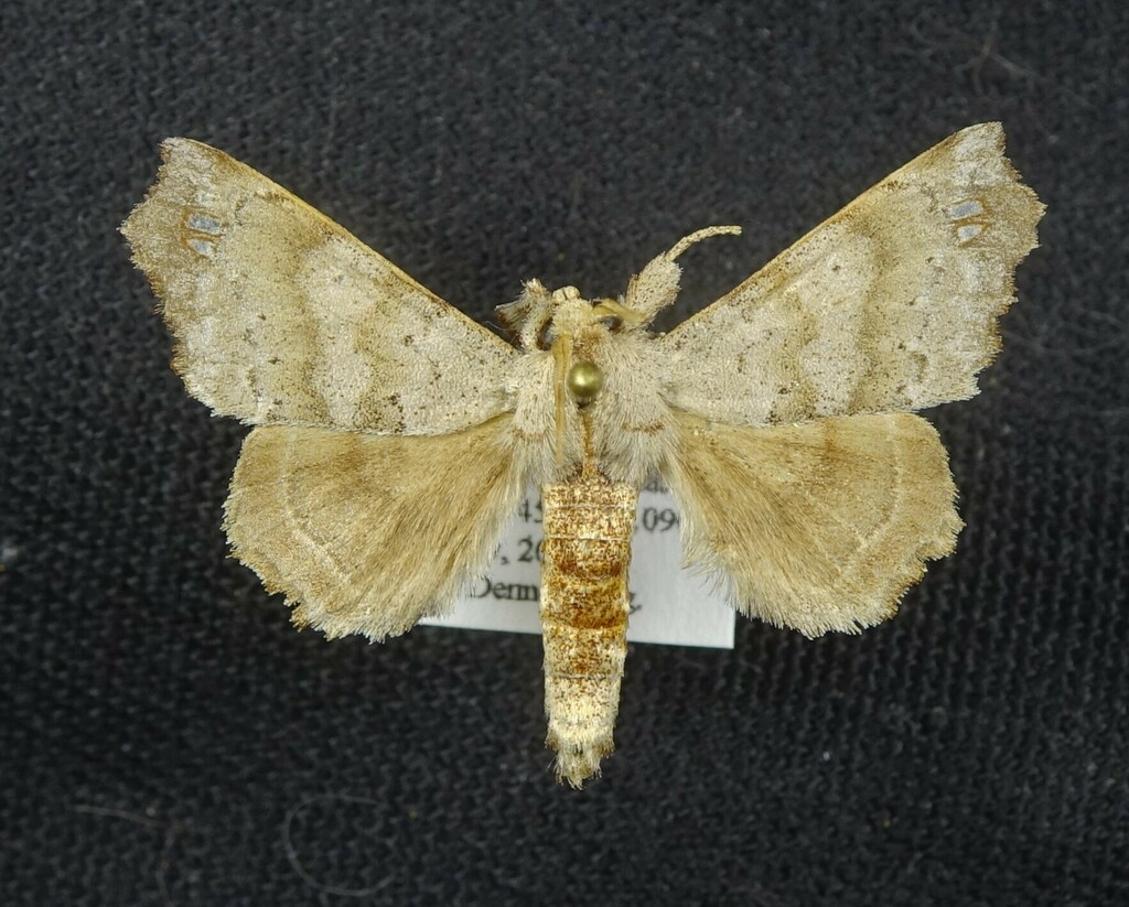 Angel Moth from Houston County, TX, USA on July 21, 2014 at 12:08 AM by ...