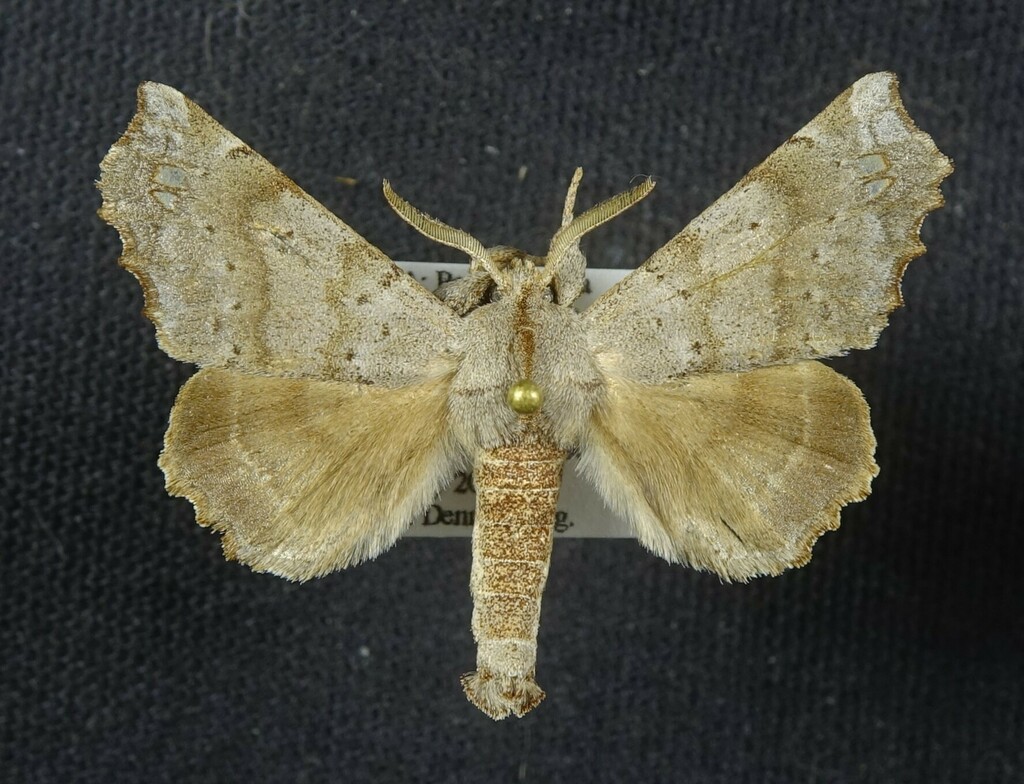 Angel Moth from Montour County, PA, USA on July 17, 2020 at 12:00 AM by ...