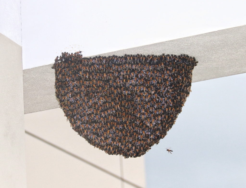 Giant Honey Bee from Colombo 01000, Sri Lanka on April 25, 2023 at 05: ...