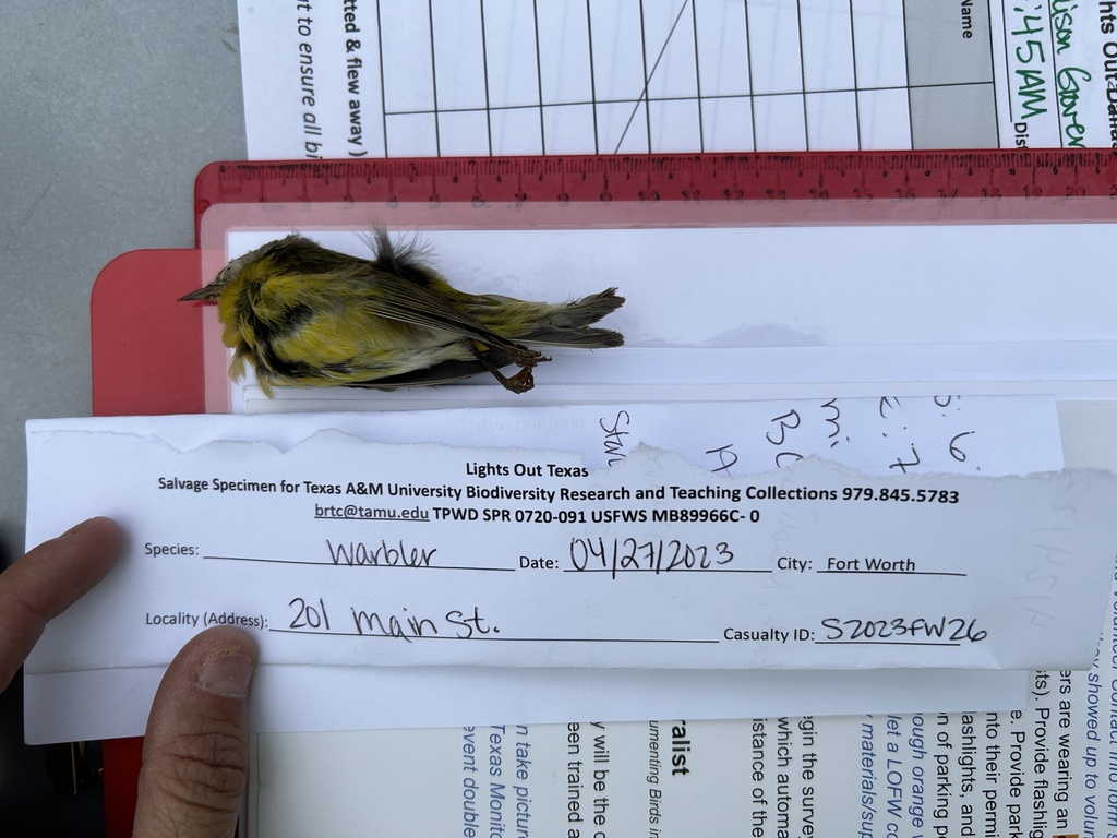 Leiothlypis Warblers from (32.756, -97.332) on April 27, 2023 at 07:10 ...