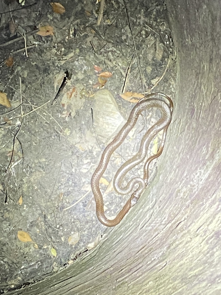 Indo-Chinese Rat Snake in August 2022 by 洄瀾風生態 (植物組) · iNaturalist