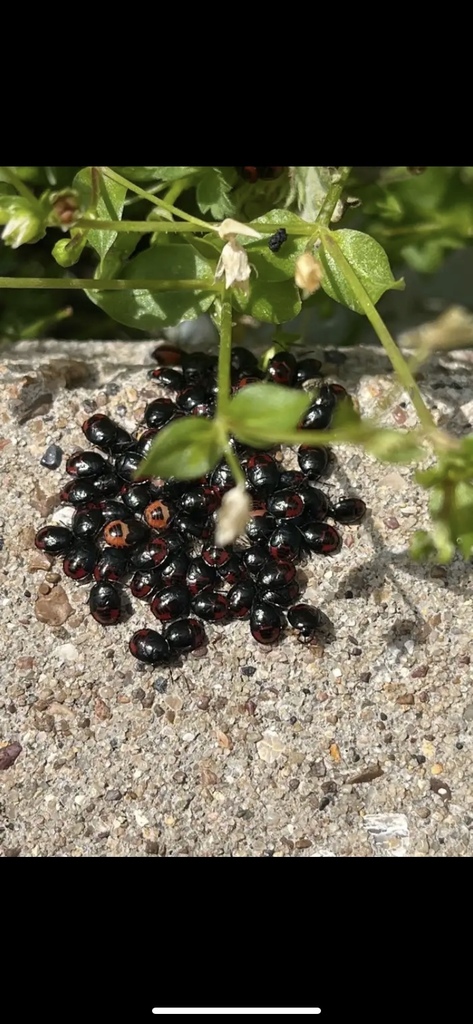 White-margined Burrower Bug from River Trails Blvd, Fort Worth, TX, US ...