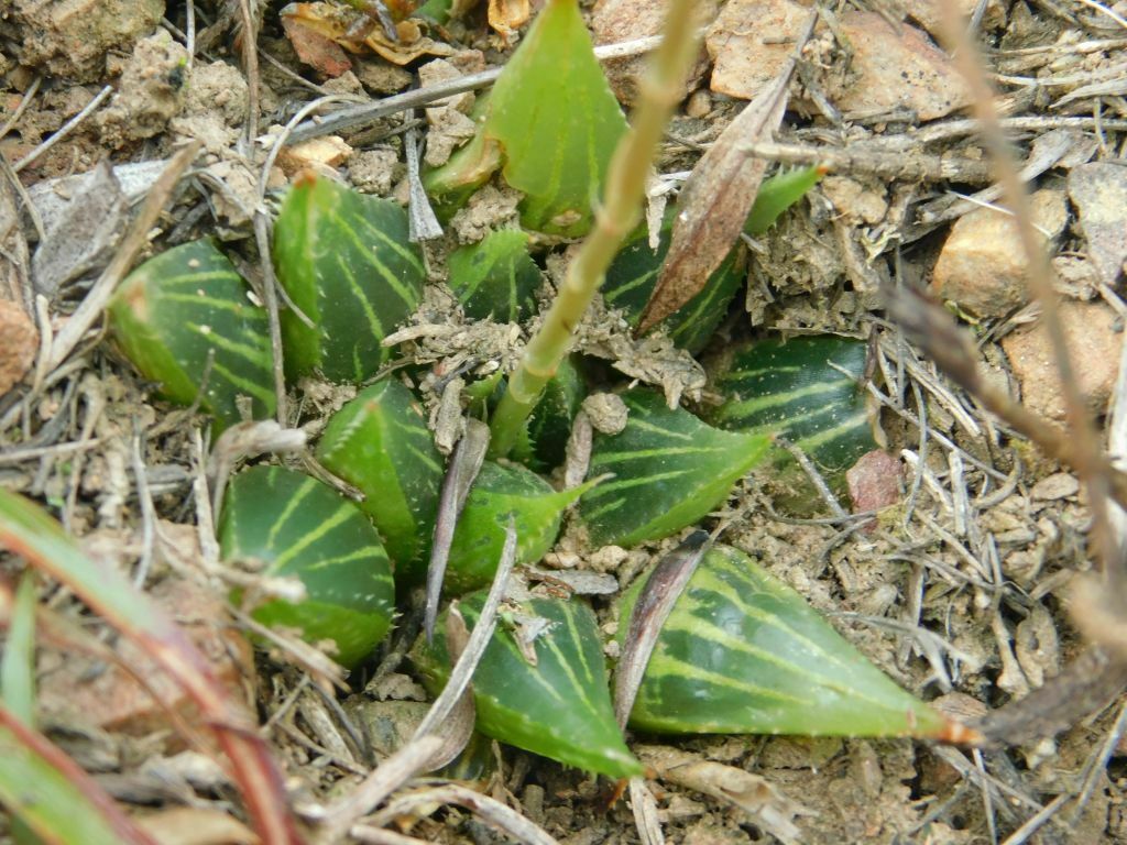 Window Haworthia from Zigzag Greyton, 7233, South Africa on April 28 ...