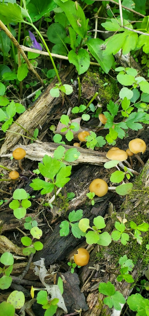 Psychedelic Ovoid Mushroom from Coshocton on April 26, 2023 at 06:08 PM ...