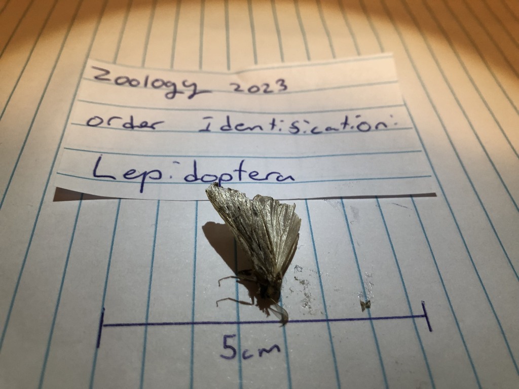 Butterflies and Moths in April 2023 by maxwatts · iNaturalist