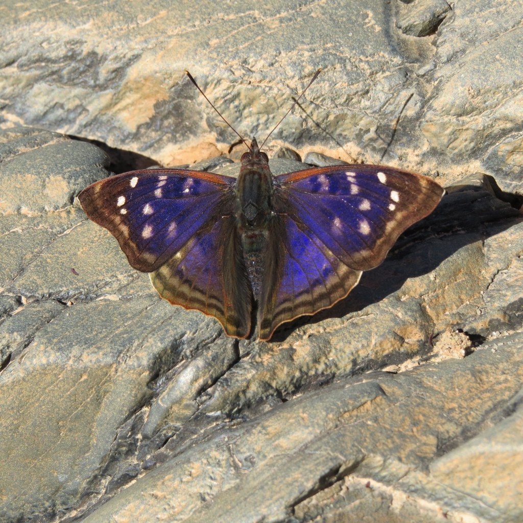 Agathina Emperor from Lagoa Grande - MG, Brasil on June 21, 2020 at 12: ...