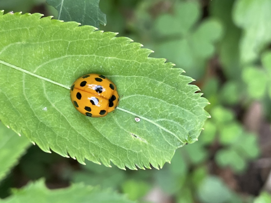 Greater Asian Lady Beetle from 陽明山國家公園, TW on April 27, 2023 at 04:57 ...