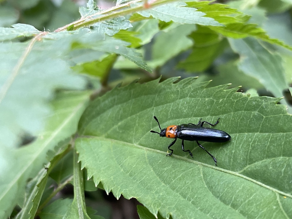 Tetraphala collaris from 陽明山國家公園, TW on April 27, 2023 at 04:56 PM by ...