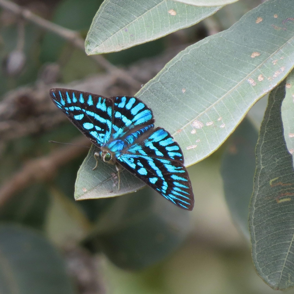 Alesa prema from Patos de Minas, MG, Brasil on April 26, 2020 at 10:29 ...