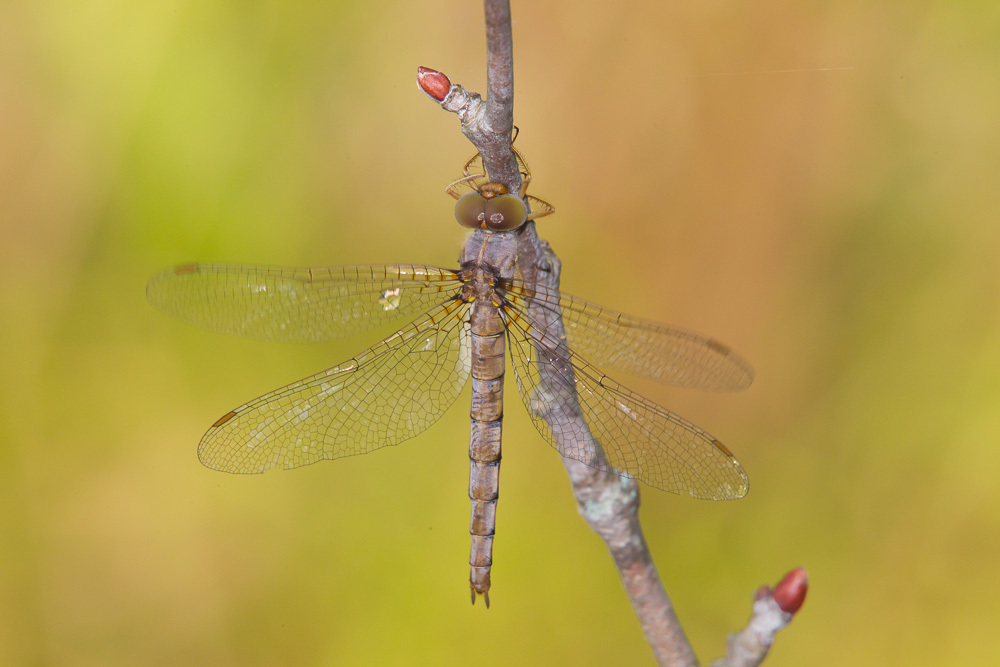 Neurocordulia virginiensis (Cinnamon Shadowdragon) (Dragonflies and ...