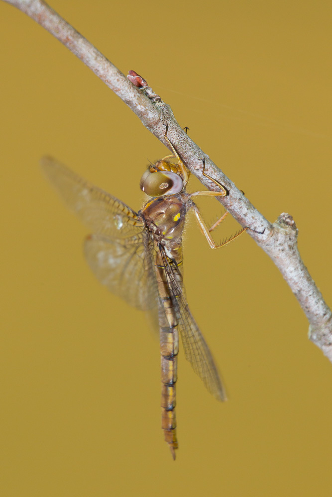 Neurocordulia virginiensis (Cinnamon Shadowdragon) (Dragonflies and ...