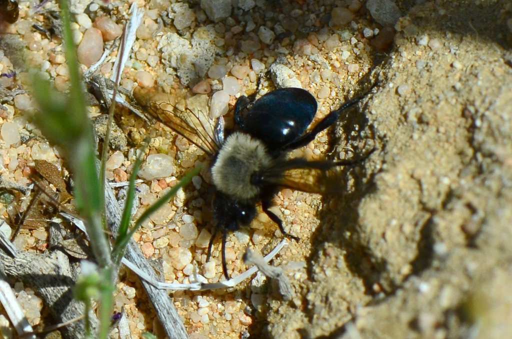 Melecta edwardsii from Kern County, CA, USA on April 14, 2023 at 11:48 AM by Christian Schwarz ...