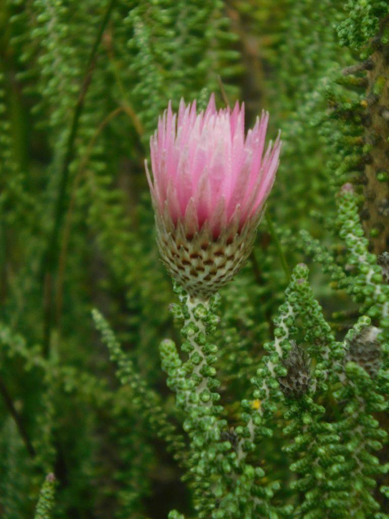 Cape everlasting from Zigzag Greyton, 7233, South Africa on April 28 ...
