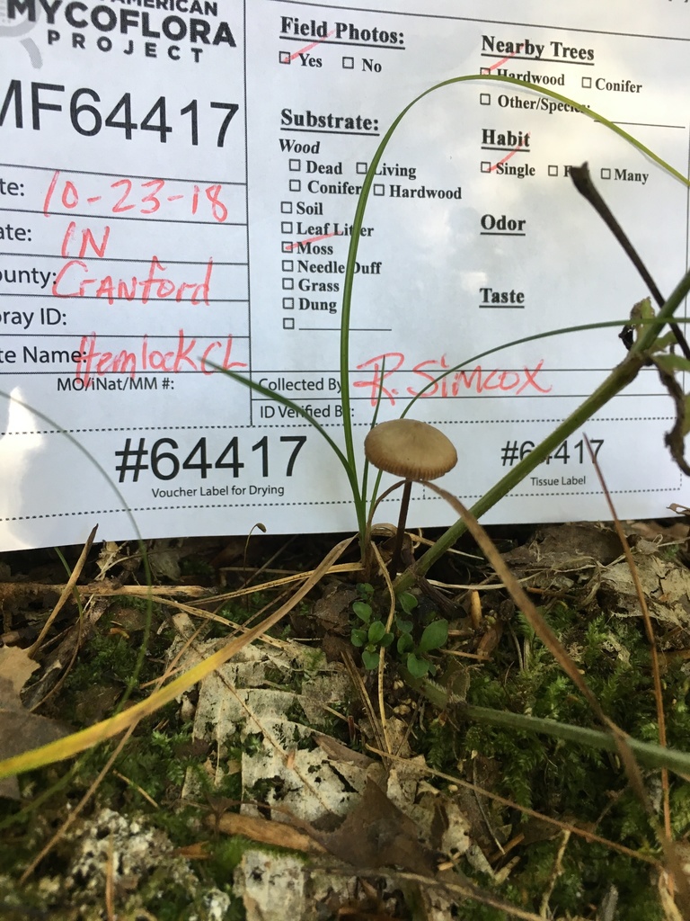 Entoloma infula from Crawford County, IN, USA on October 23, 2018 by ...