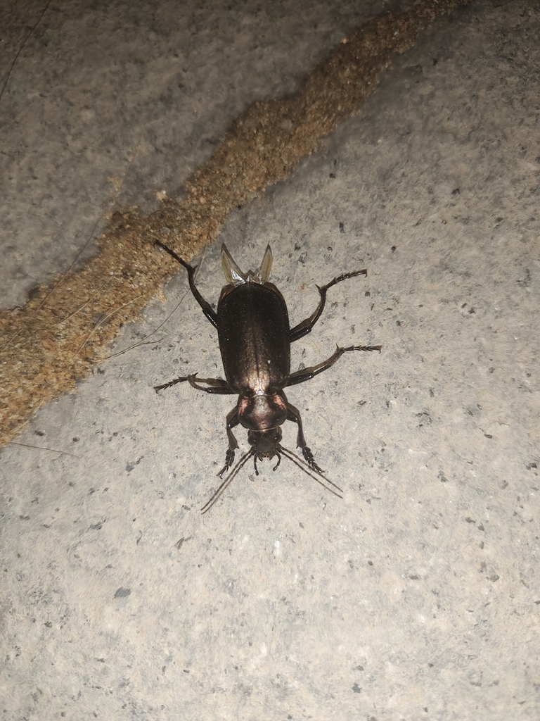 Calosoma chinense on April 24, 2023 at 09:43 PM by zgy · iNaturalist