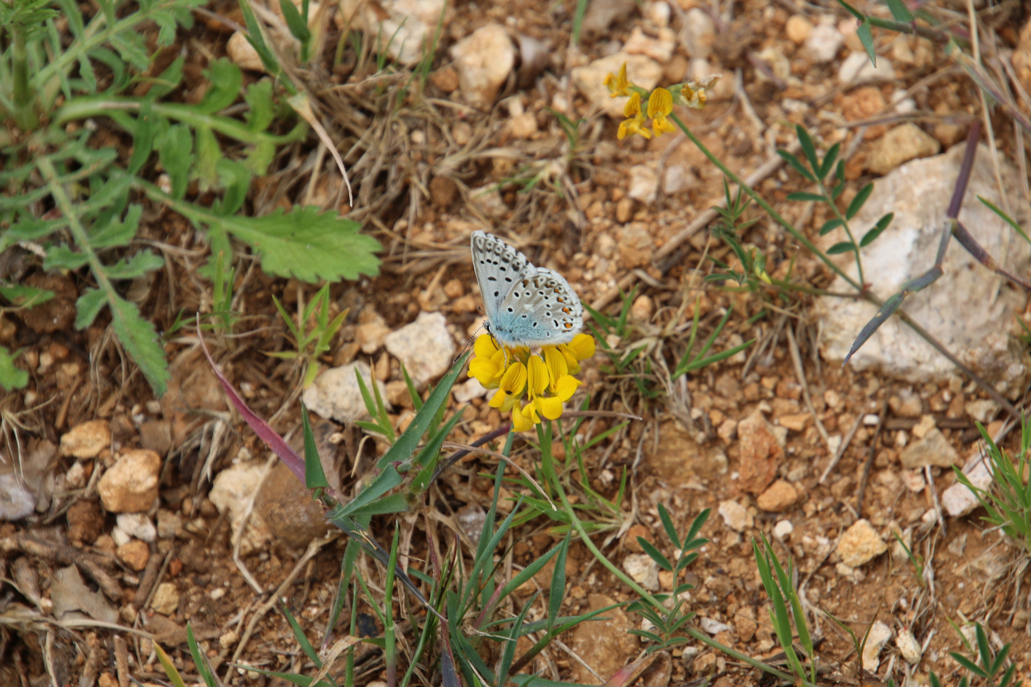 Lysandra Hemming, 1933