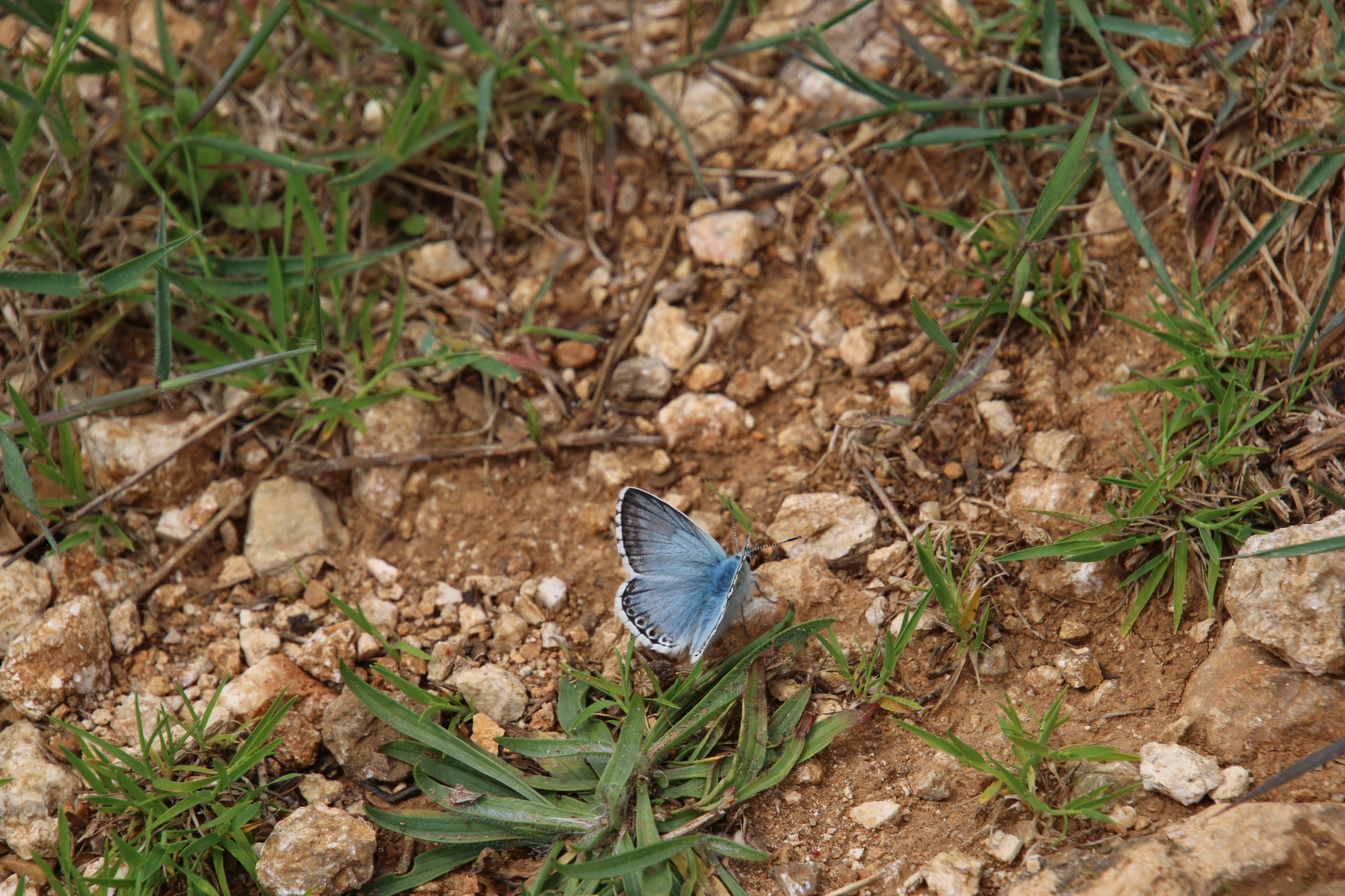 Lysandra Hemming, 1933