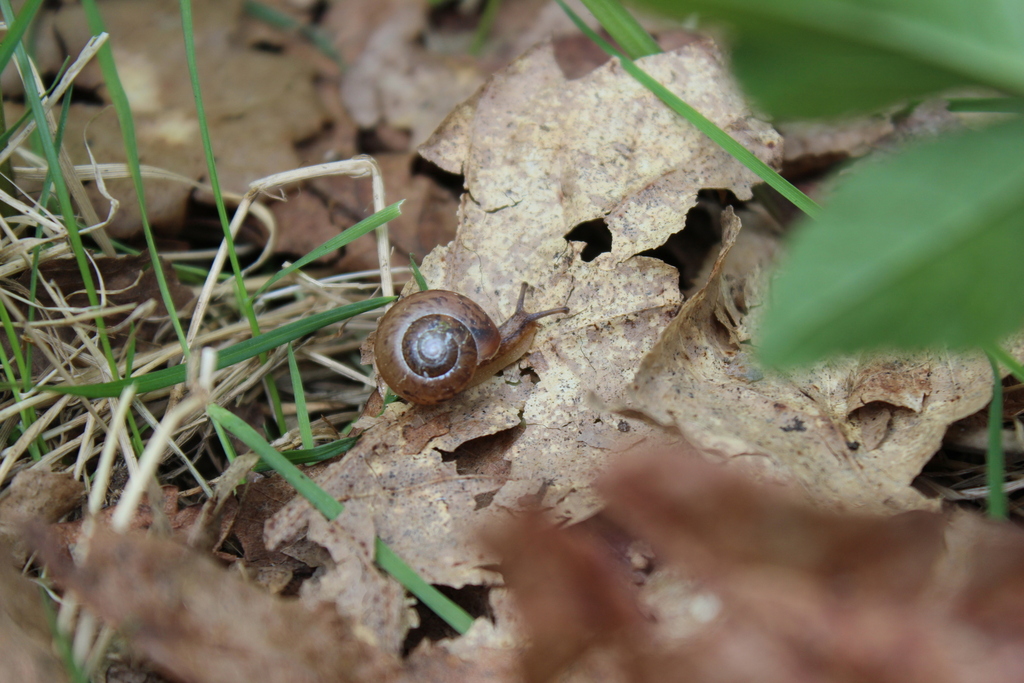 Bush snail from Брянский р-н, Брянская обл., Россия on April 23, 2023 ...