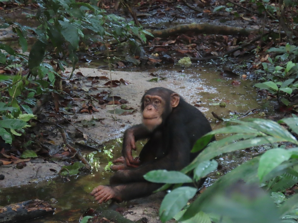 West African Chimpanzee in April 2023 by Zarek Cockar · iNaturalist