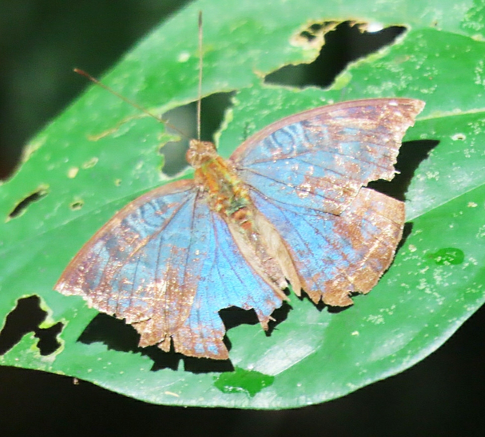 Euriphene Boisduval, 1847