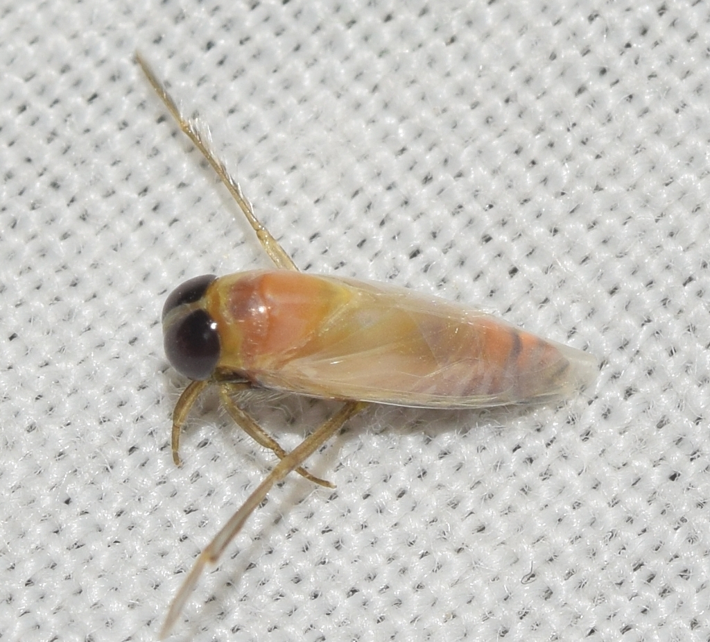 Anisops sardeus from Guainos Altos, 04778 Guainos, Almería, España on ...