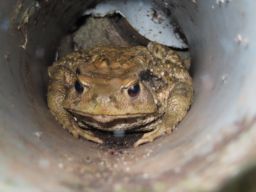 Taiwan Common Toad from 象山, Xinyi, Taipei, Taiwan on April 22, 2023 at ...