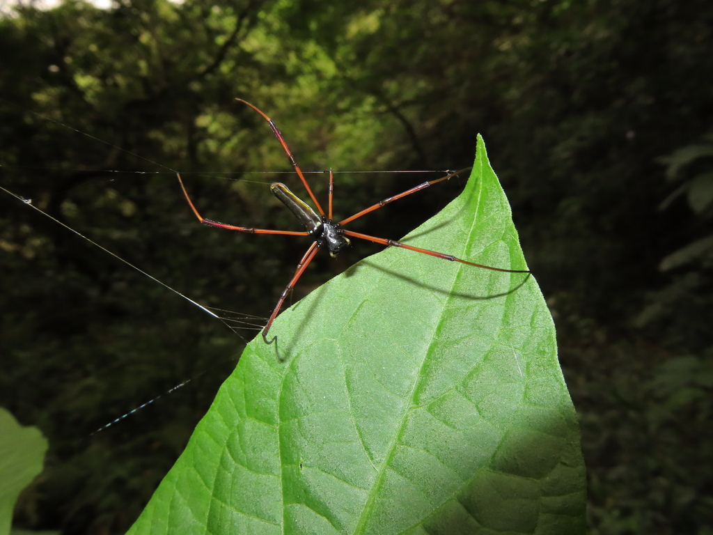 Giant Wood Spiders from 象山, Xinyi, Taipei, Taiwan on April 22, 2023 at ...