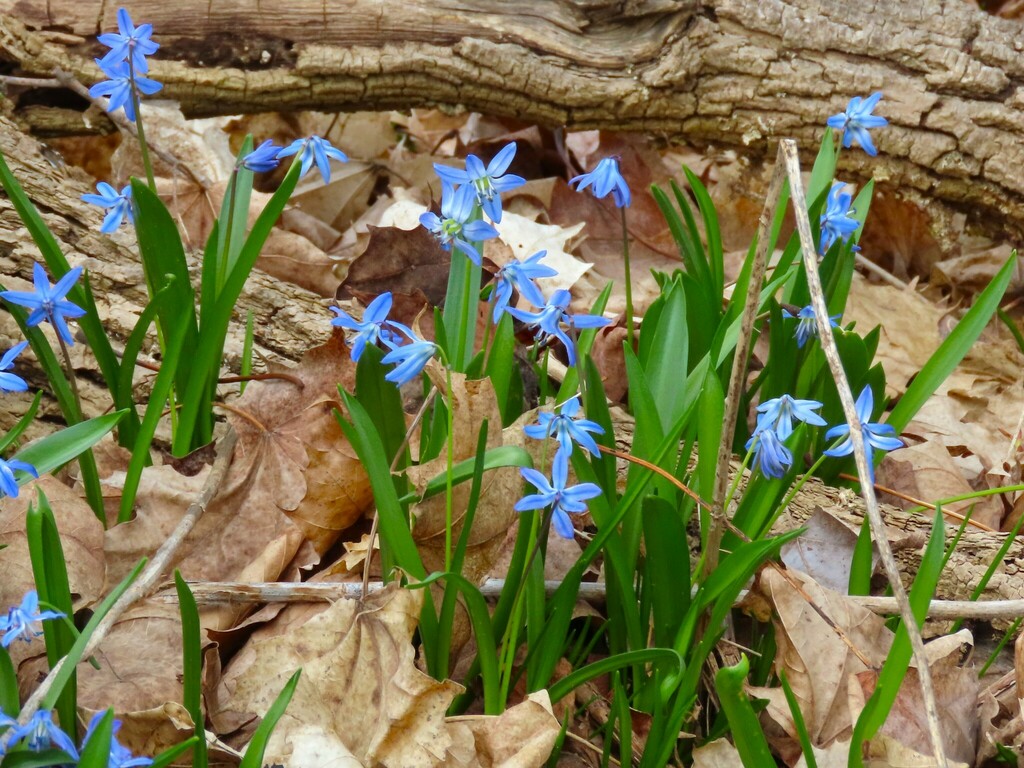 Siberian squill from Waterloo, ON, Canada on April 16, 2023 at 04:35 PM ...