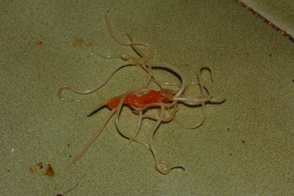 Large Poultry Round-worm from La Loma, Linares; Nuevo Leon on May 21 ...