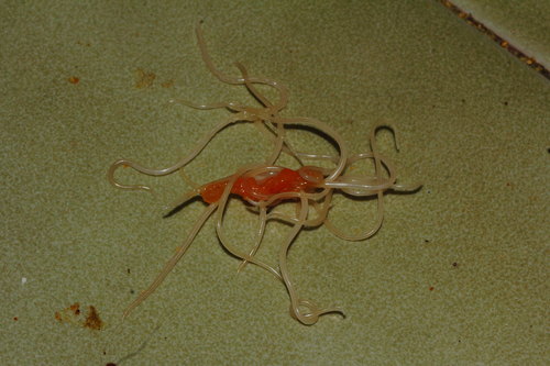 Chromadoreans (Chromadorea)