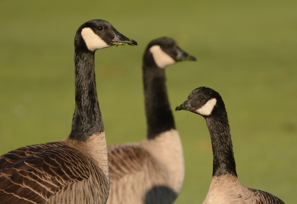 Cackling Goose (Birds of Rosewood Nature Study Area) · iNaturalist