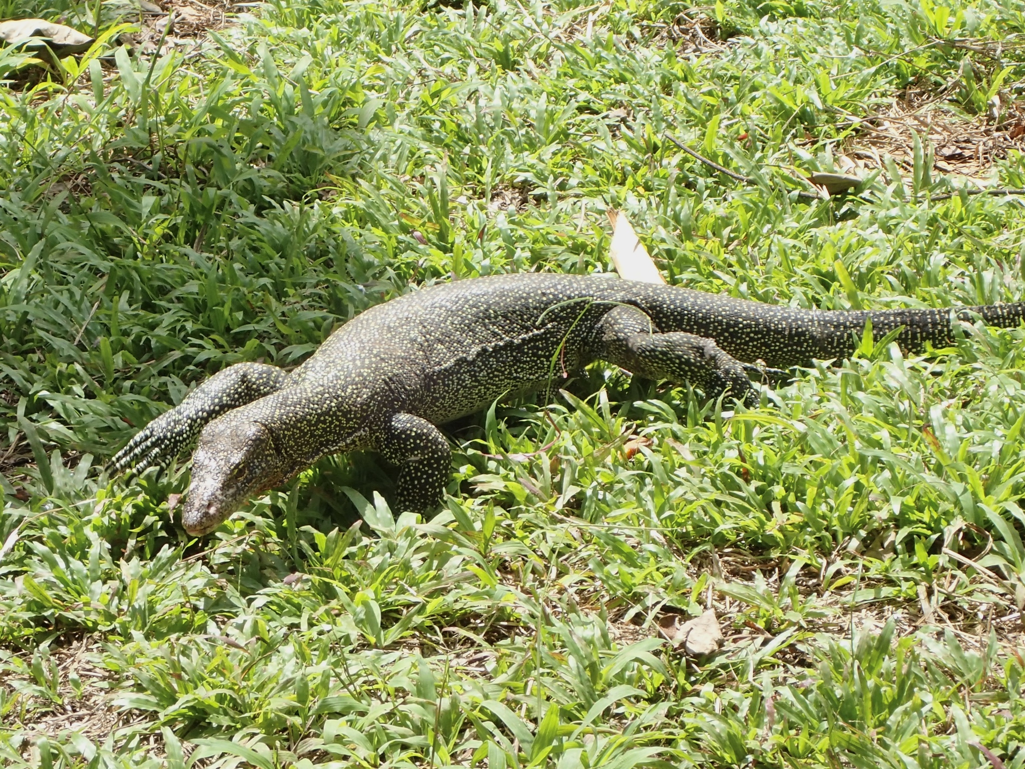 Varanus indicus (Daudin, 1802)