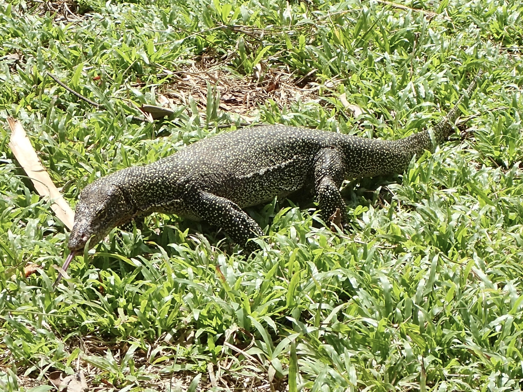 Varanus indicus (Daudin, 1802)