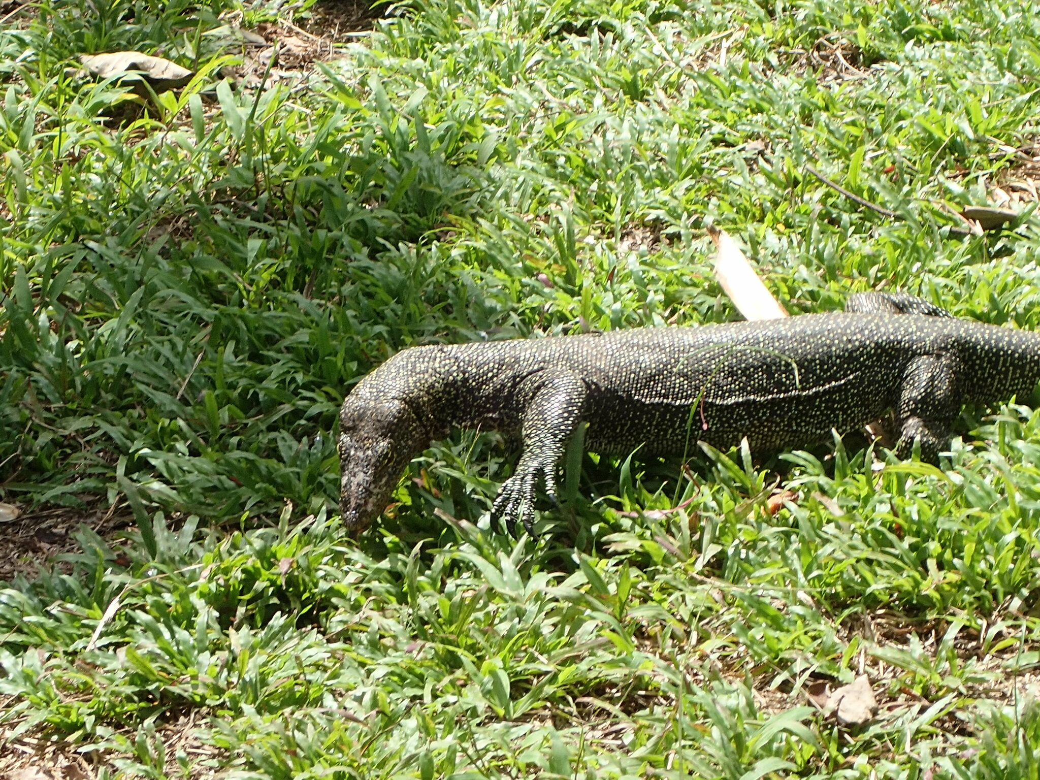 Varanus indicus (Daudin, 1802)