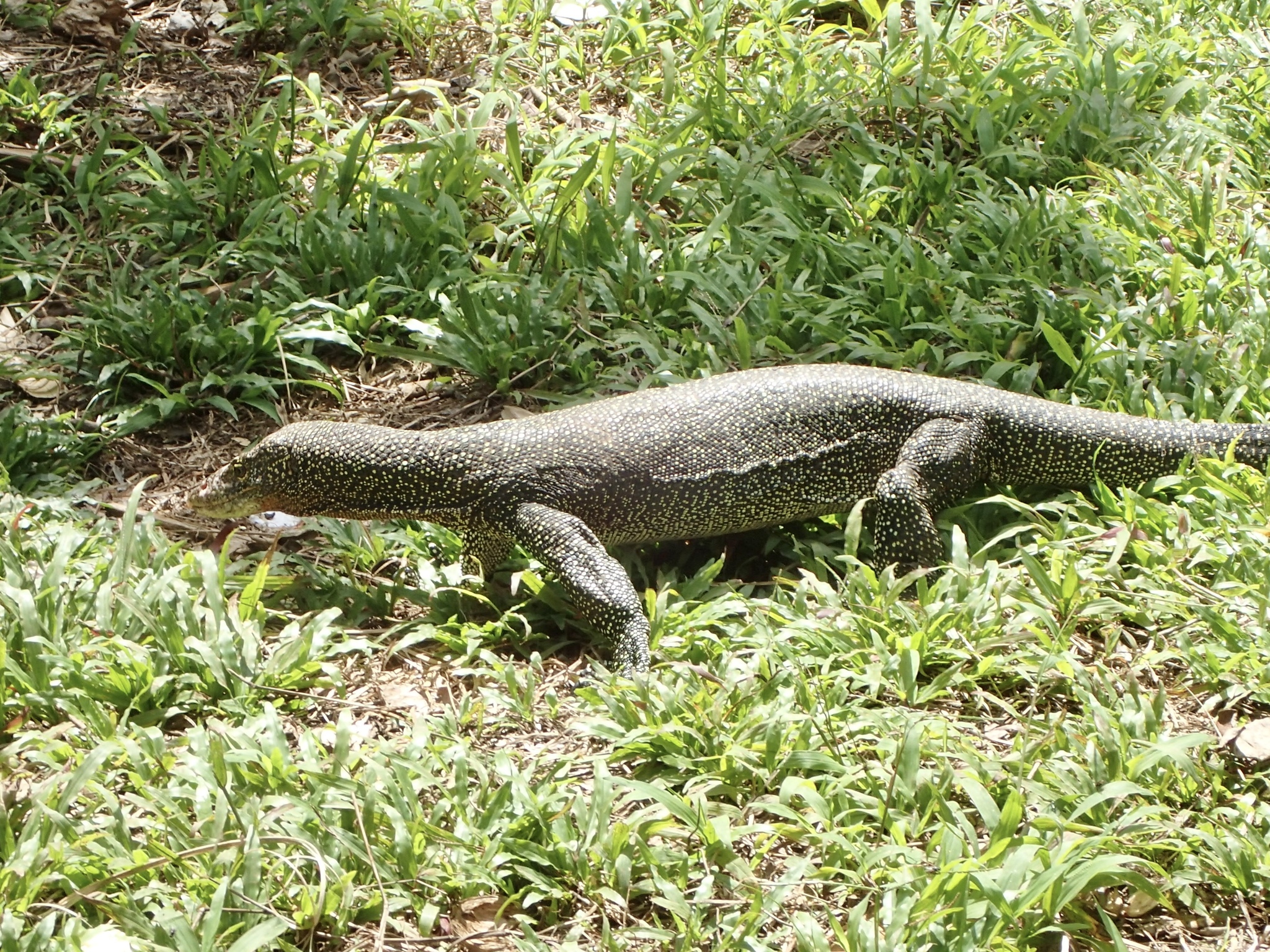 Varanus indicus (Daudin, 1802)