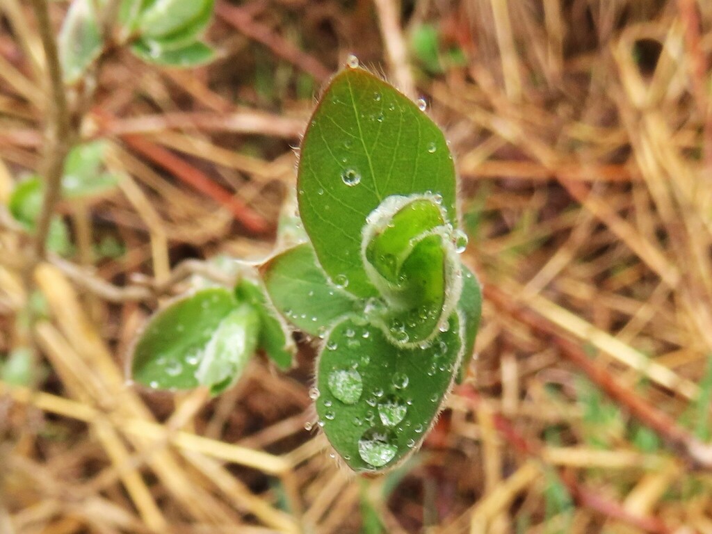 vascular plants from Mill Race Trail, St. Jacobs, Waterloo Regional ...